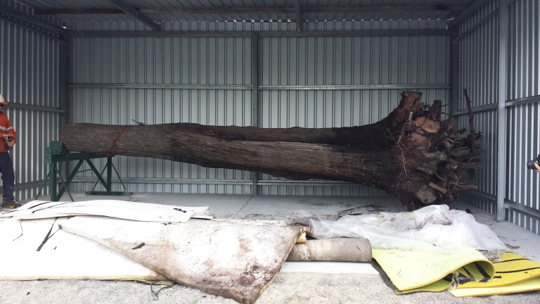 Aboriginal Scarred Tree (Ironbark) to make centrepiece of cultural ...