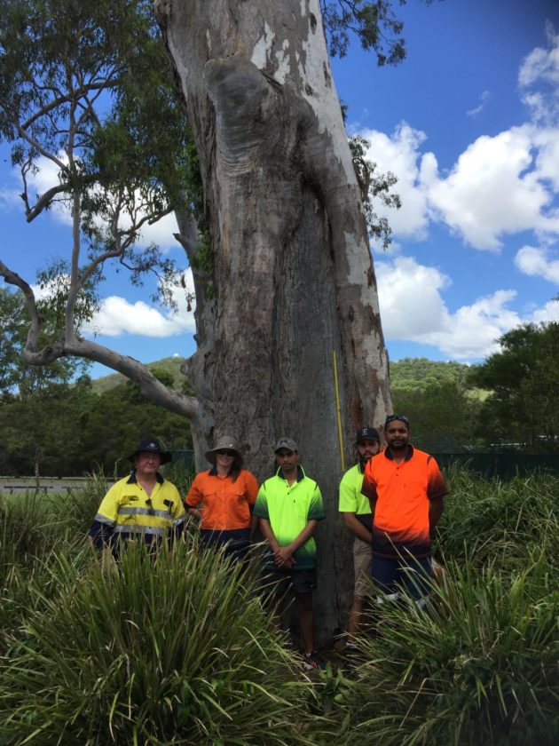 Interpreting and assessing culturally scarred trees – Jabree Ltd